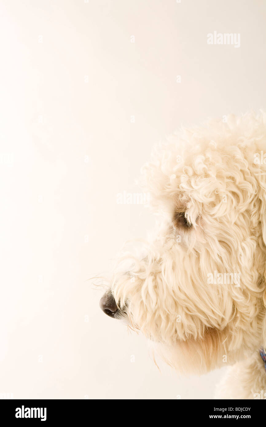 Portrait of Golden Doodle Stock Photo - Alamy