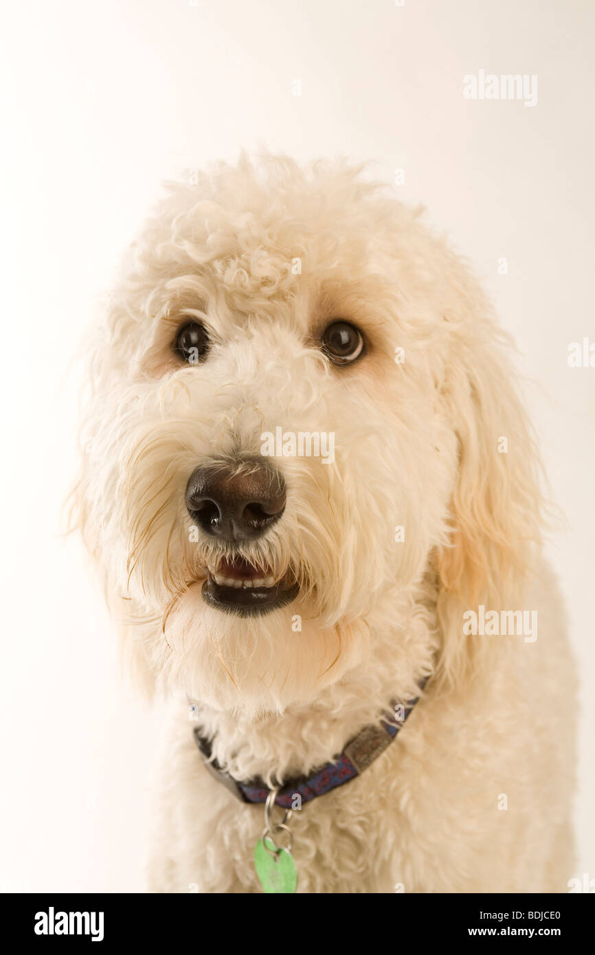 Portrait of Golden Doodle Stock Photo - Alamy