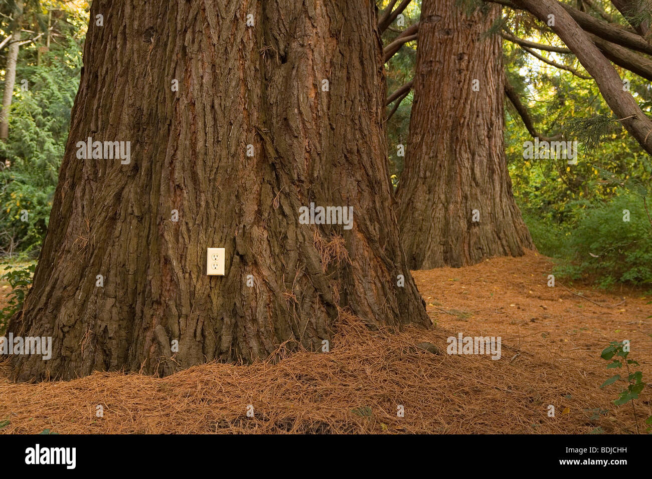 Electrical Outlet on an Old Cedar Tree Stock Photo - Alamy