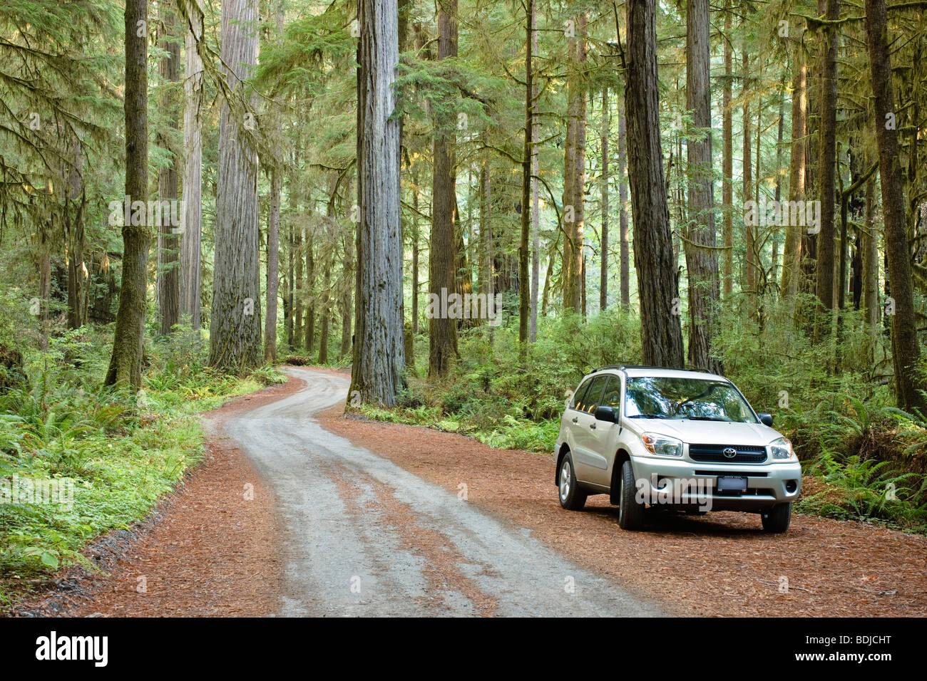 Parked Car at Old 199 Redwood Plank Road through Jedediah Smith State ...
