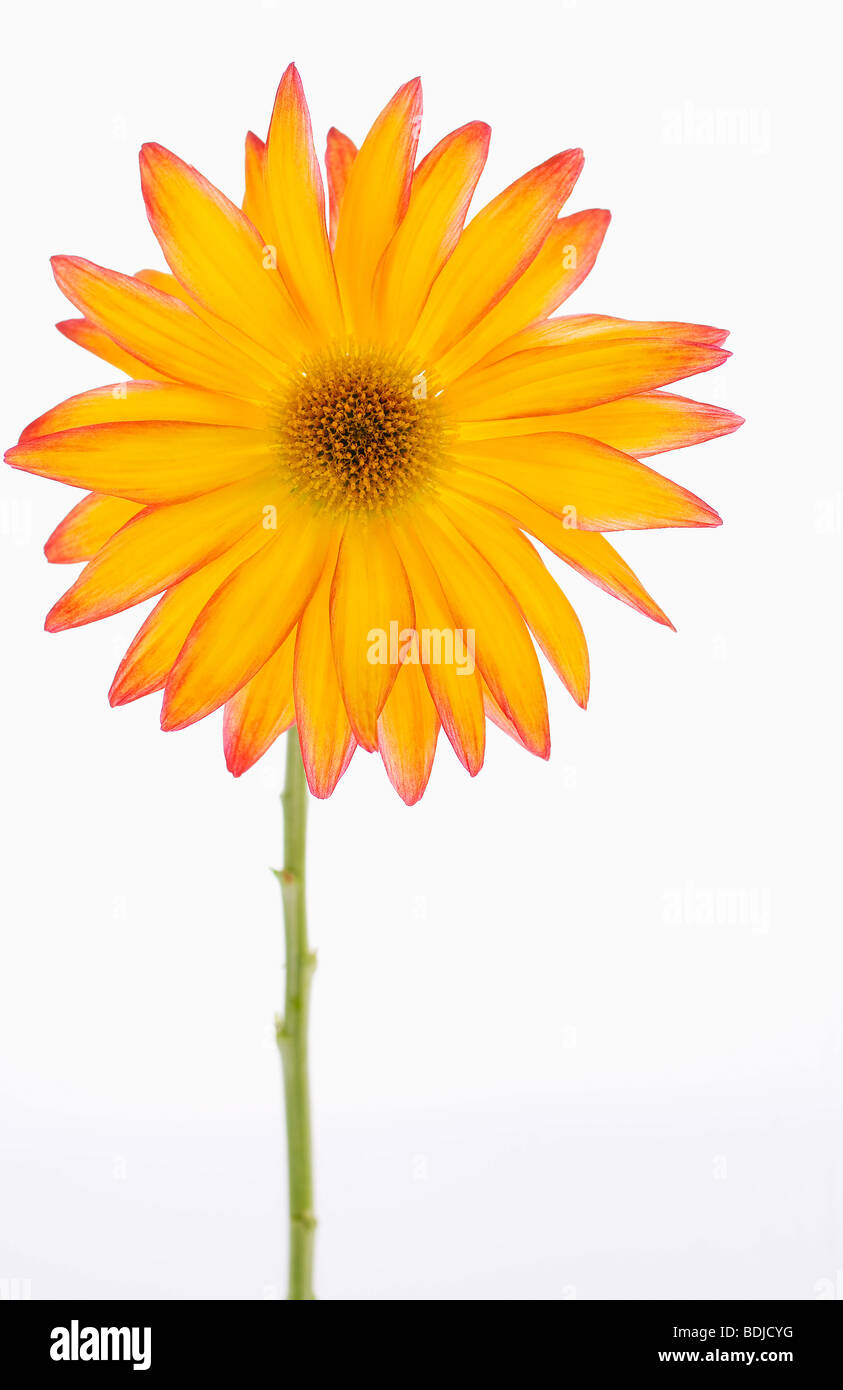 Centred flower hi-res stock photography and images - Alamy