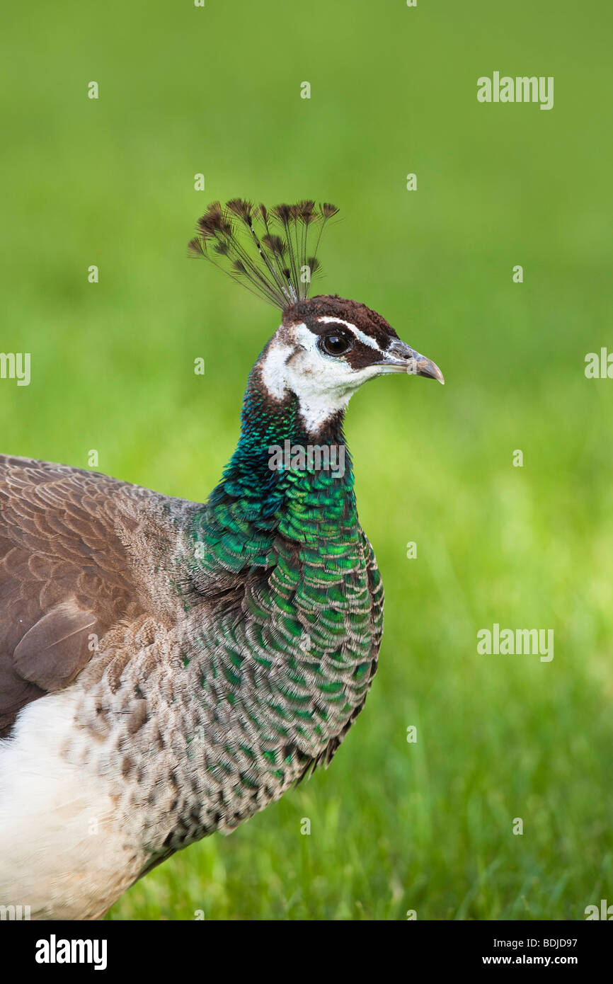 Portrait of Peacock Stock Photo - Alamy