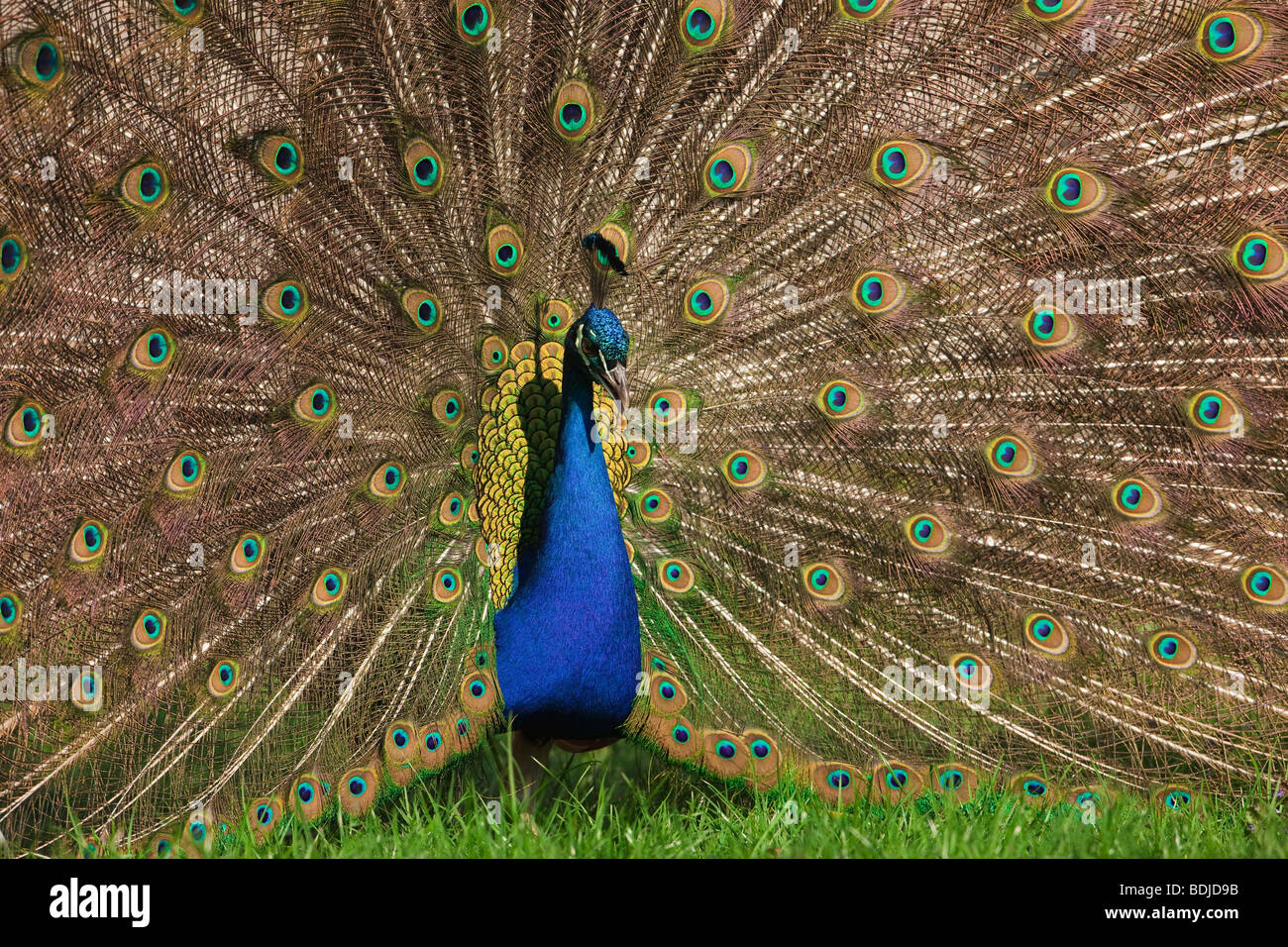 Single Peacock Feather High Resolution Stock Photography and Images - Alamy