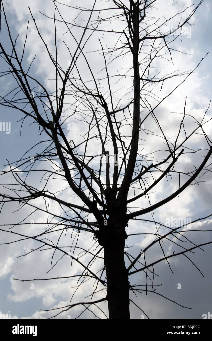 old ragged bare tree branches in countryside Stock Photo - Alamy