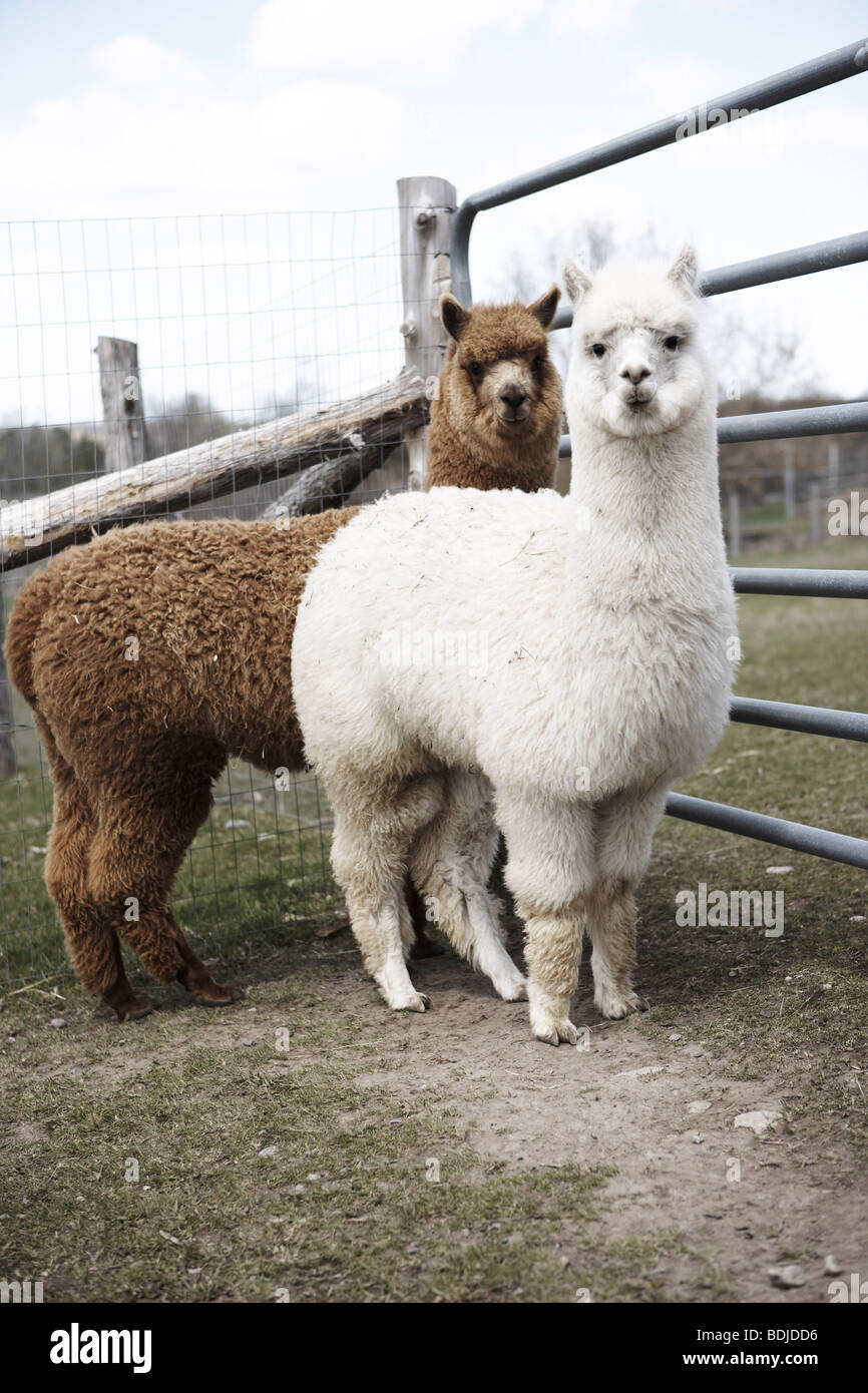 Portrait of Alpacas Stock Photo - Alamy