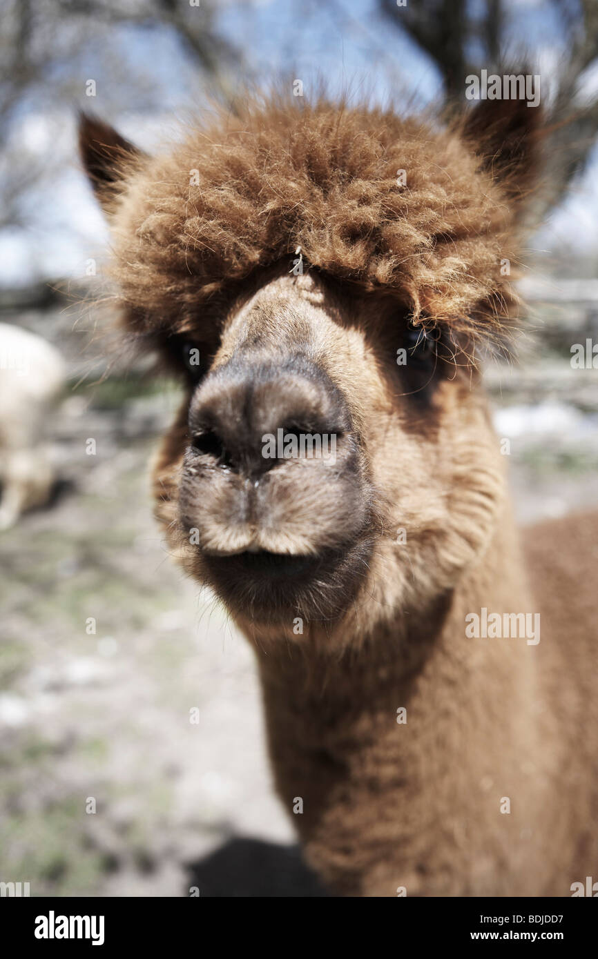 Portrait of Alpaca Stock Photo - Alamy