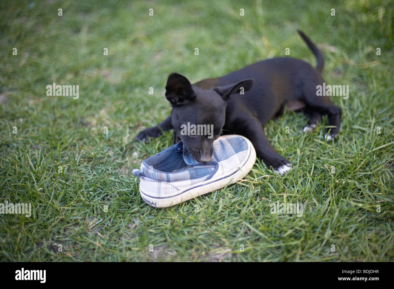 Puppy Chewing Shoe Stock Photo - Alamy
