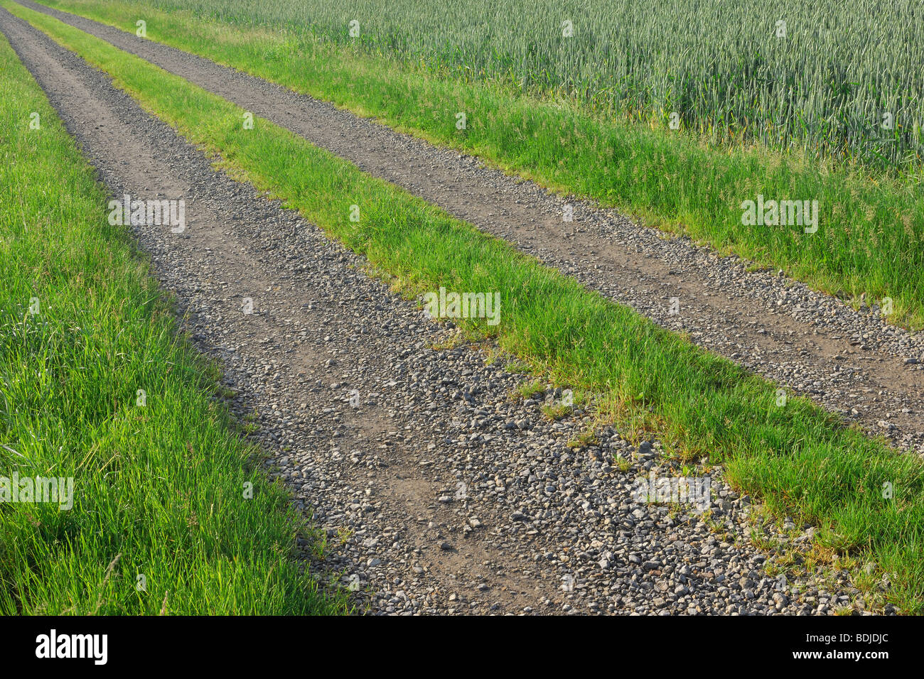 Pathway through cornfield hi-res stock photography and images - Alamy