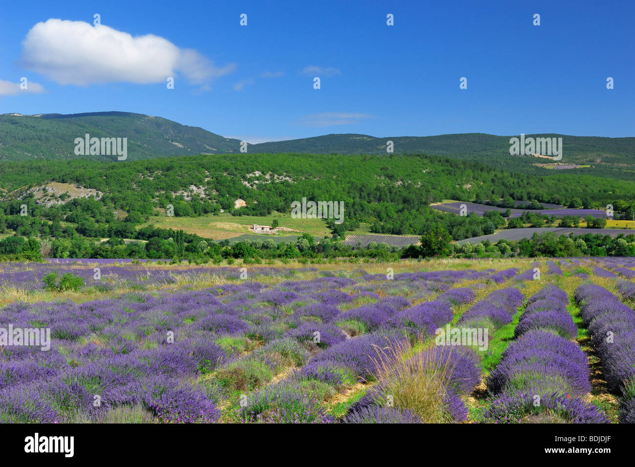 Lavender Fields, Sault, Provence, France Stock Photo - Alamy