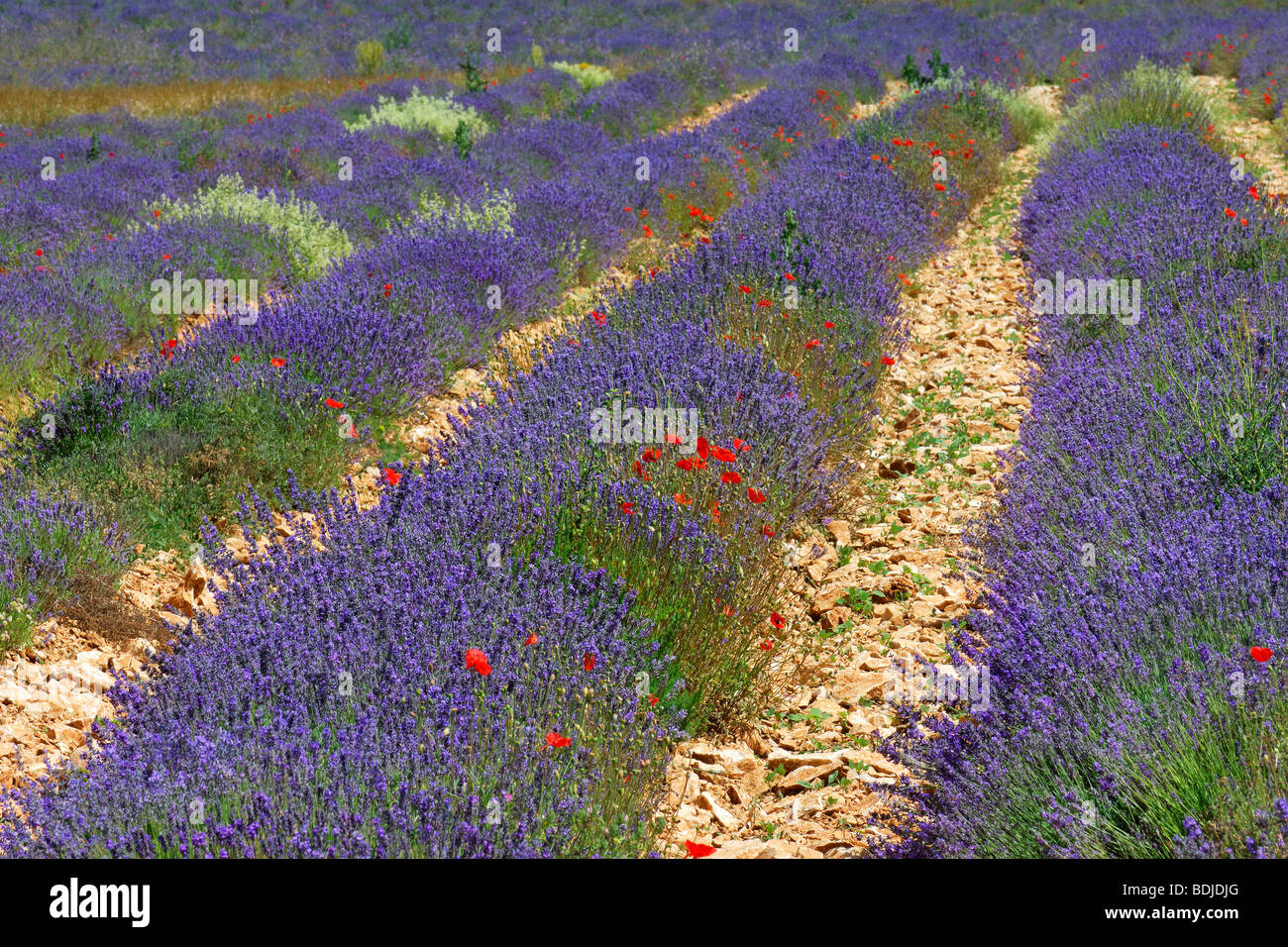 Close-up of Lavender Field, Sault, Provence, France Stock Photo - Alamy