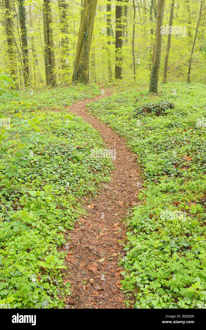 Pathway Through Forest, Spessart, Bavaria, Germany Stock Photo - Alamy