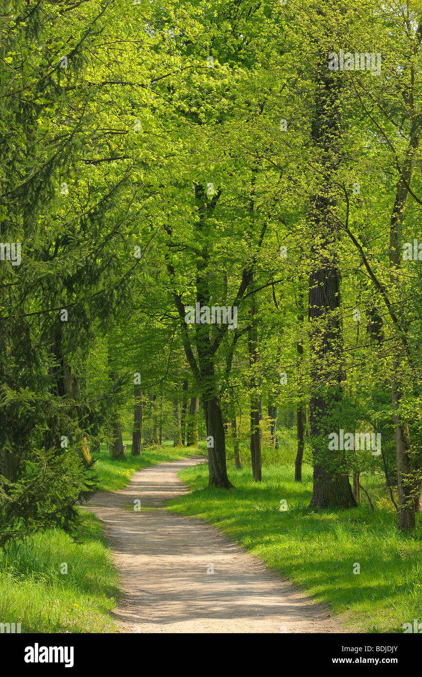Pathway Through Forest High Resolution Stock Photography and Images - Alamy