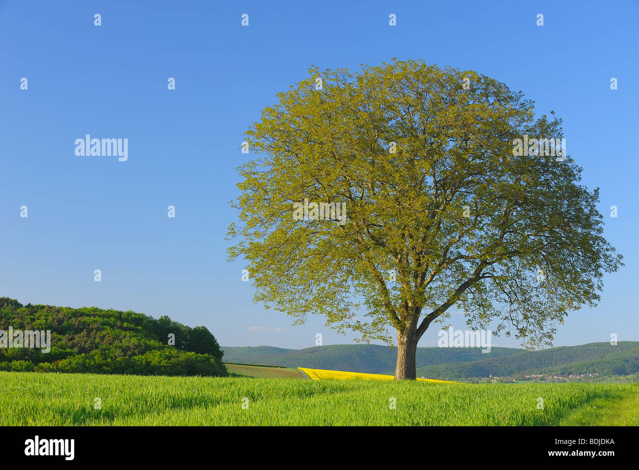 Lone Single Pasture High Resolution Stock Photography and Images - Alamy