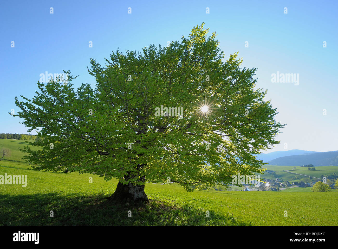 Lone Beach Tree, Black Forest, Baden Wuerttemberg, Germany Stock Photo ...
