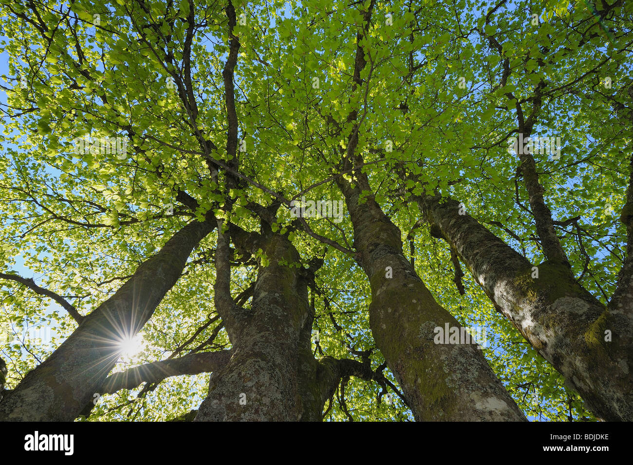 Beech Trees, Black Forest, Baden Wuerttemberg, Germany Stock Photo - Alamy
