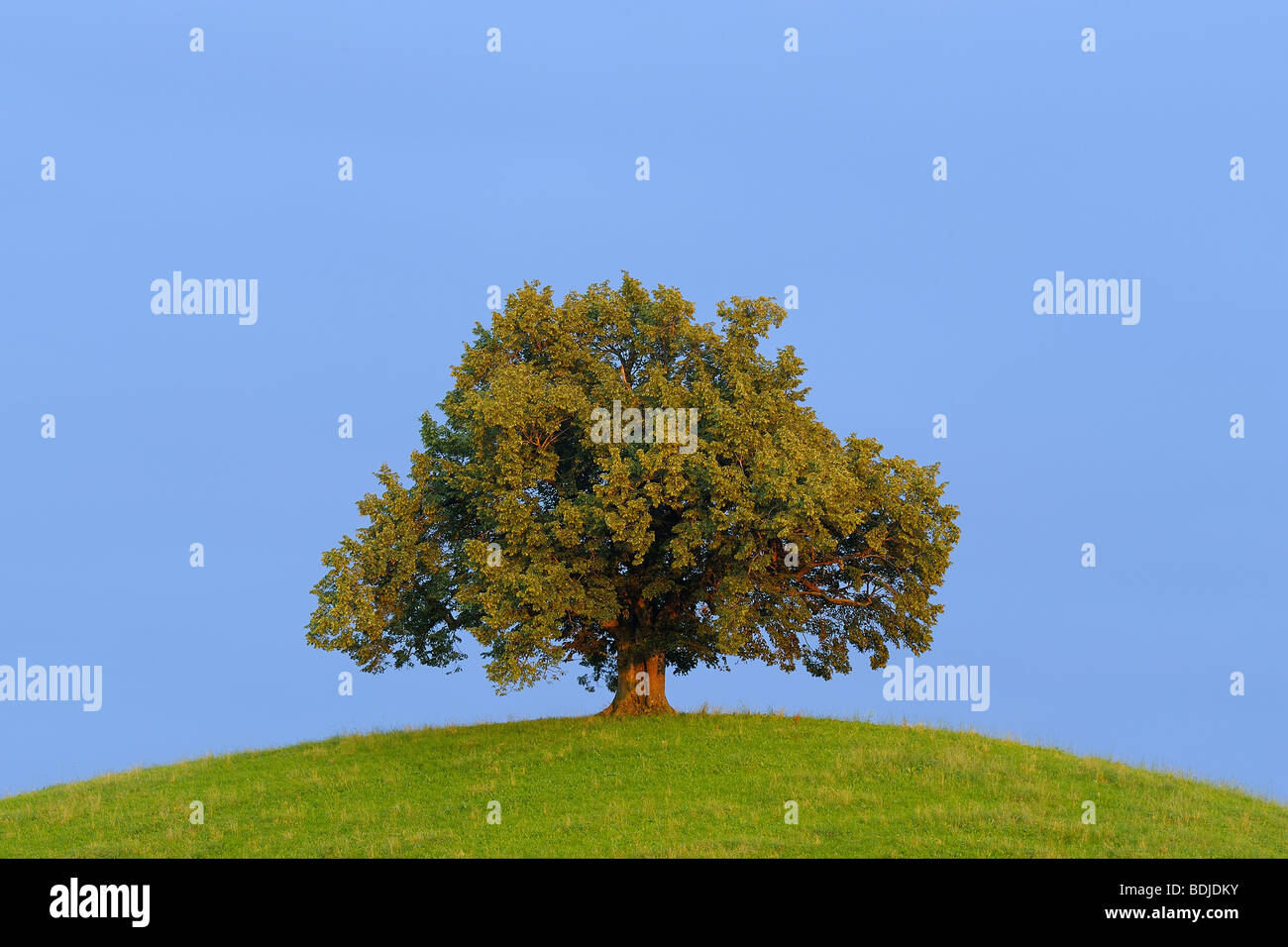 Lone Tree, Canton of Zurich, Switzerland Stock Photo - Alamy
