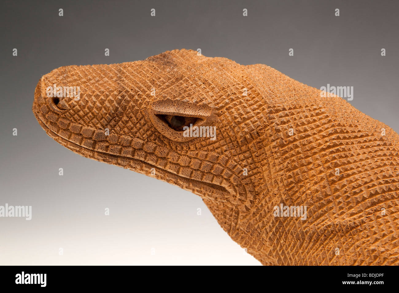 Komodo dragon face hi-res stock photography and images - Alamy