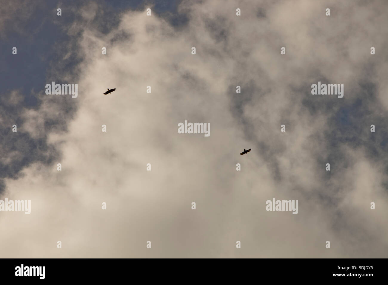 Common buzzards soaring on thermals in Lanarkshire, scotland, UK Stock ...