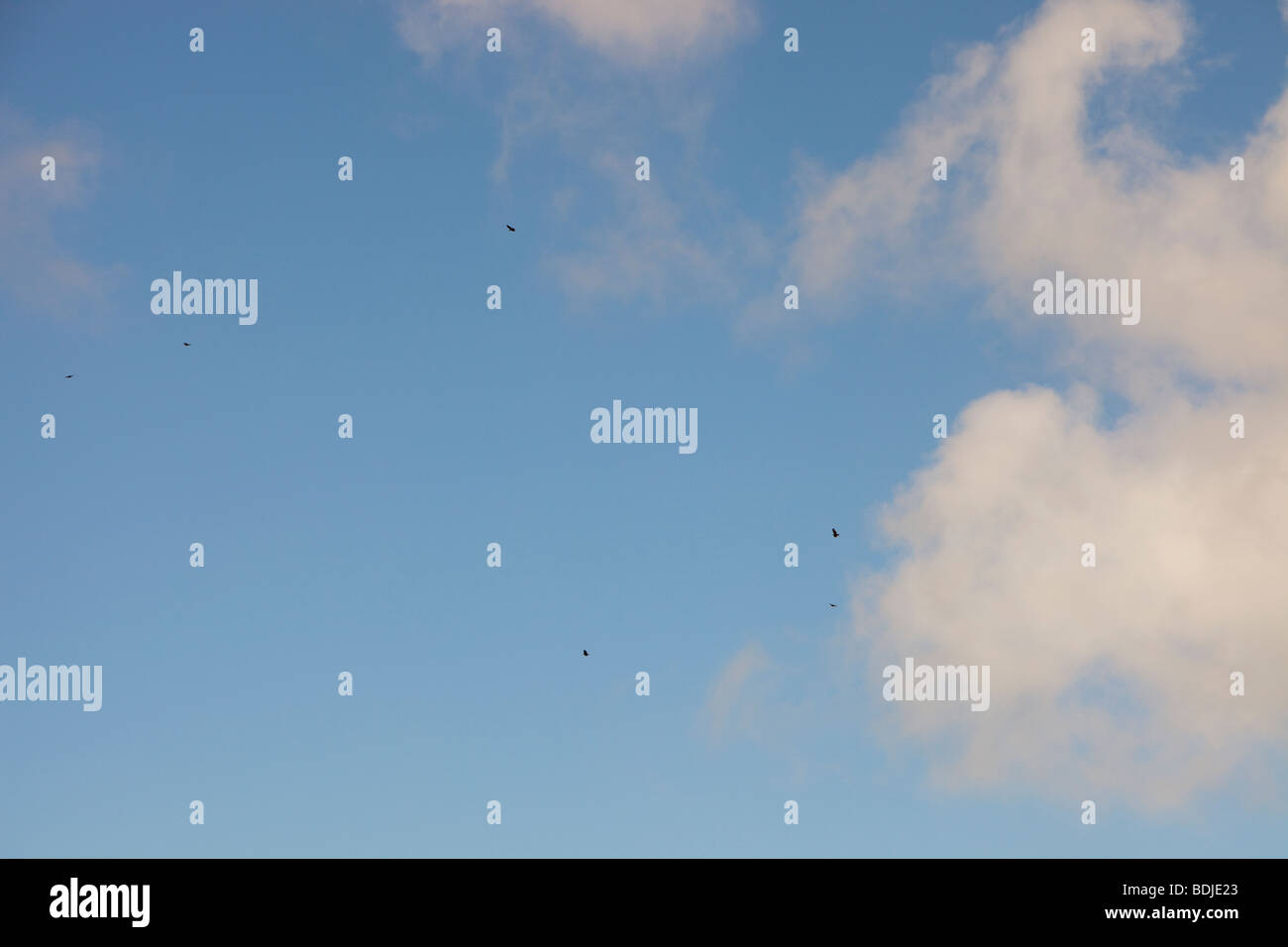 Common buzzards soaring on thermals in Lanarkshire, scotland, UK Stock ...