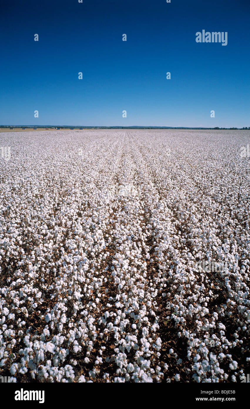 Agriculture cotton crop australia hi-res stock photography and images ...