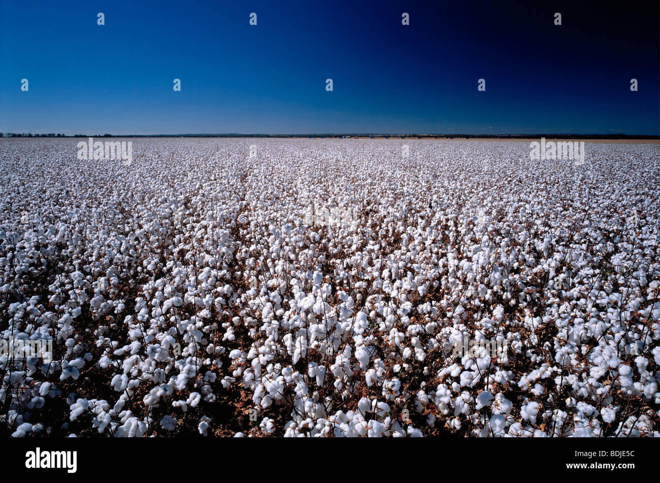 Cotton Crop High Resolution Stock Photography and Images - Alamy