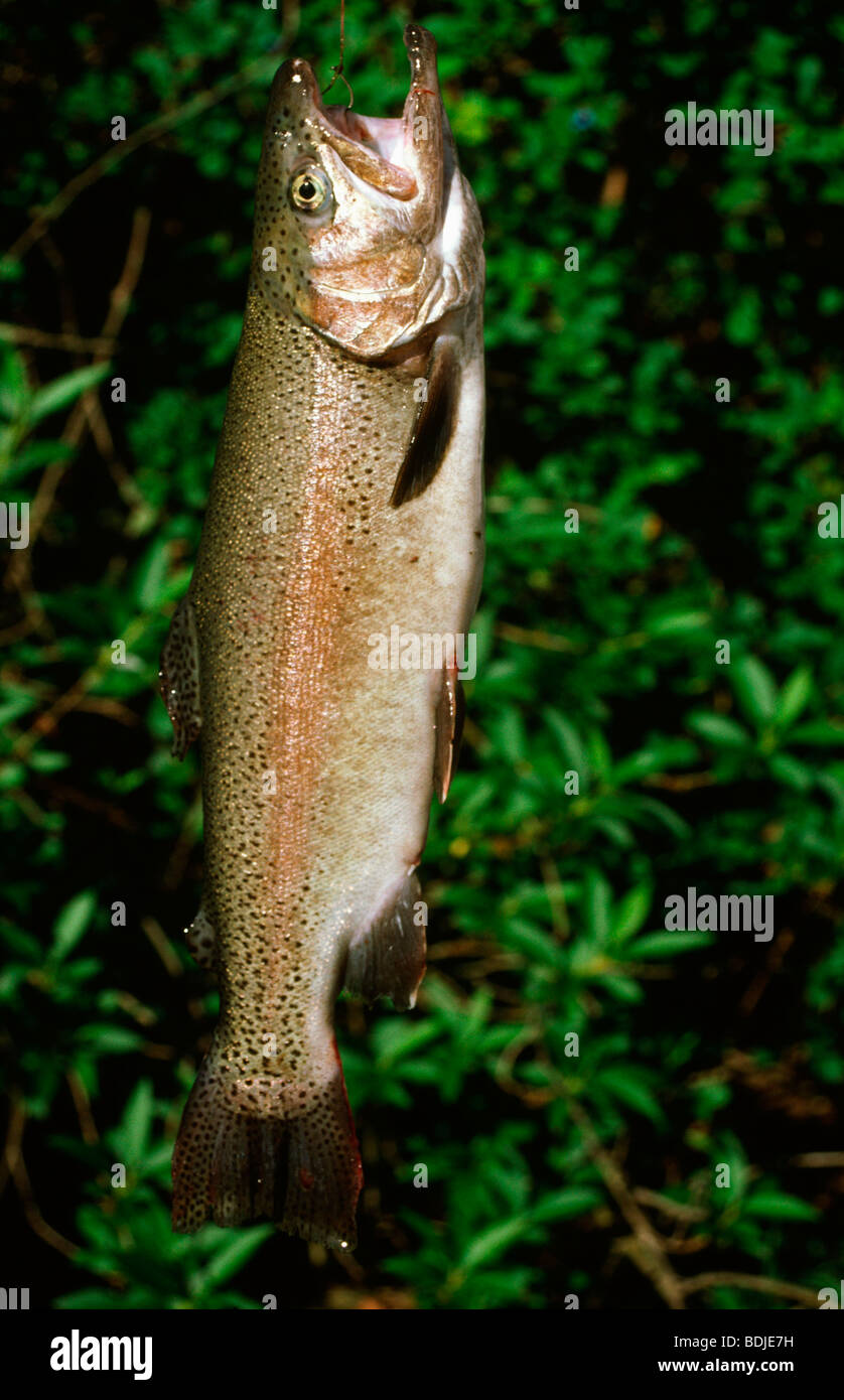 Trout images hi-res stock photography and images - Alamy