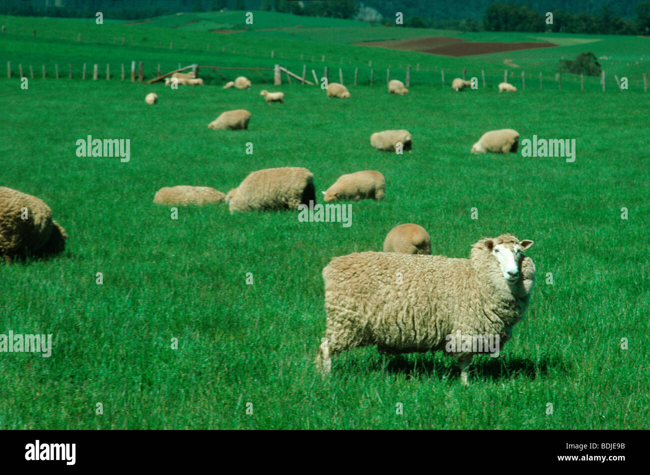 Tasmania sheep farm hi-res stock photography and images - Alamy