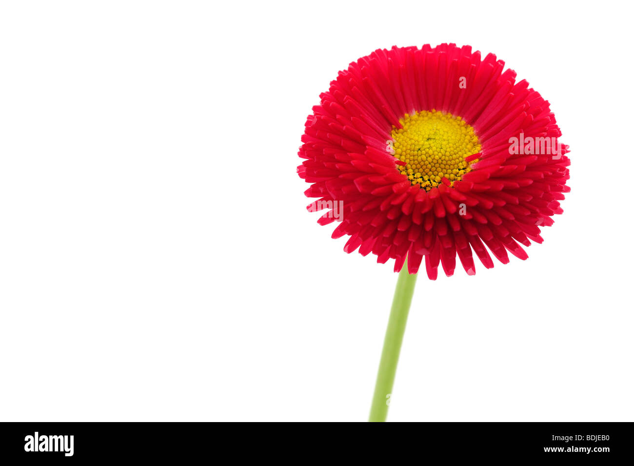 Nice Red Daisy Flower High Resolution Stock Photography and Images - Alamy