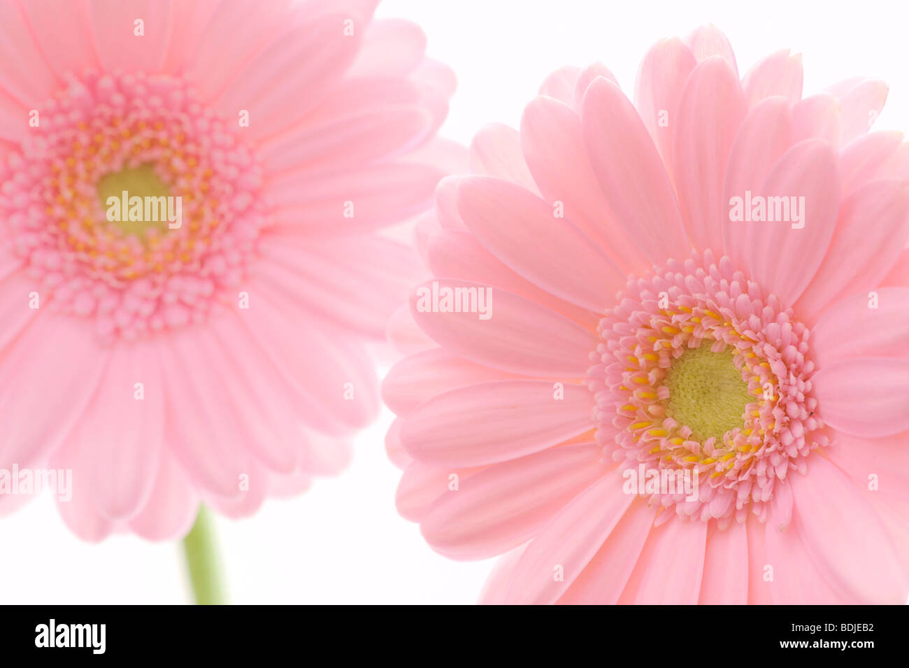 Two pink gerbera daisies hi-res stock photography and images - Alamy