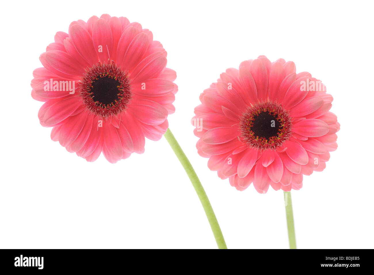 Two pink gerbera daisies hi-res stock photography and images - Alamy