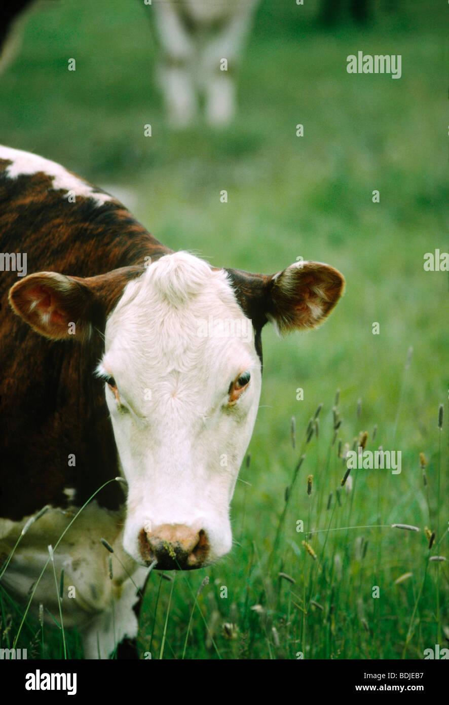 Beef Cattle, Hereford Cow, Portrait Stock Photo - Alamy