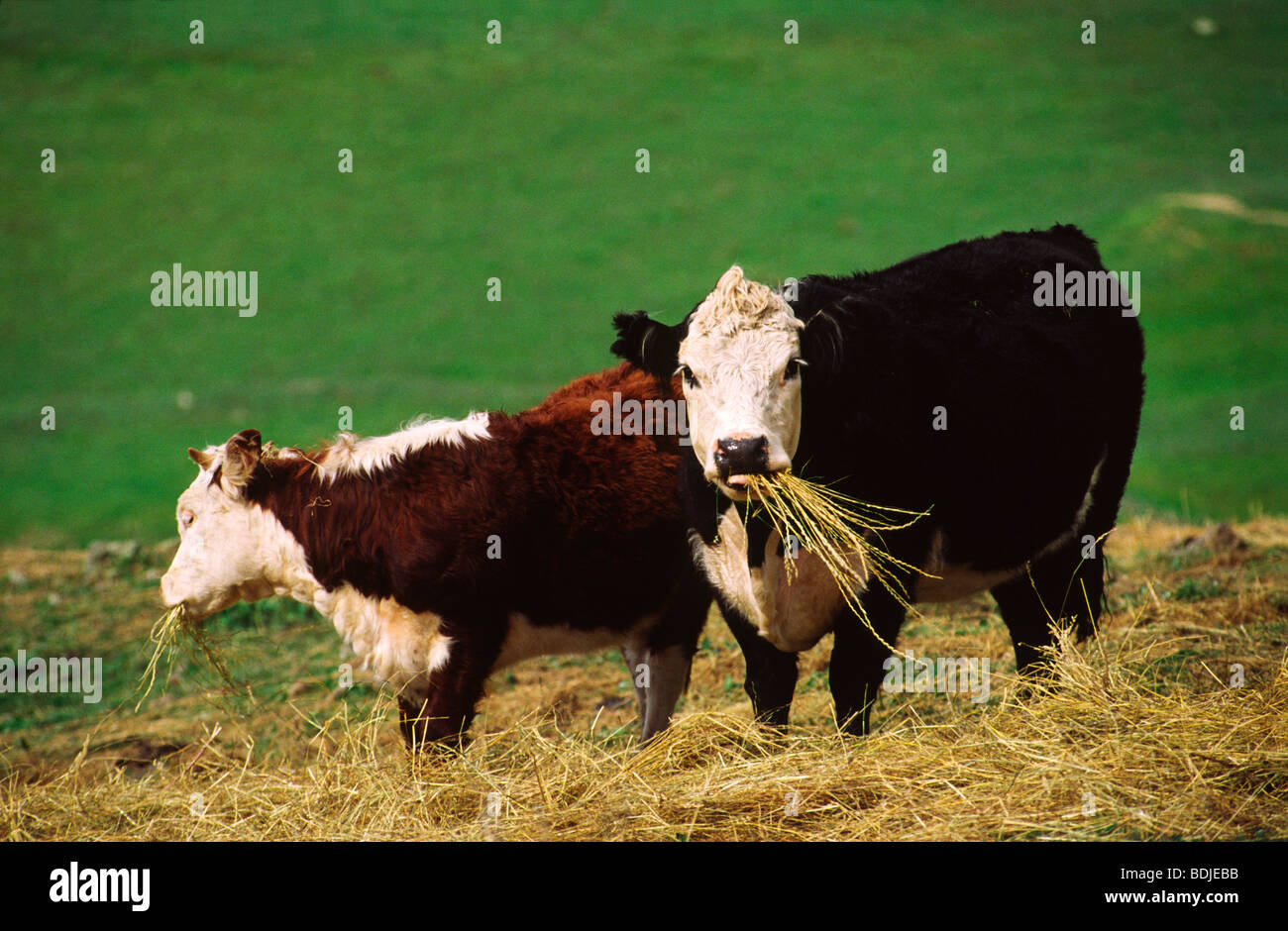 Beef Cattle Grazing Stock Photo - Alamy