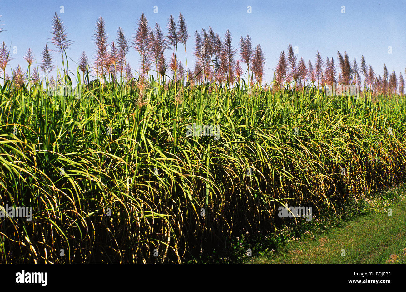 Sugar Cane Crop Stock Photo - Alamy Sugar Cane Crop Stock Photo - Alamy