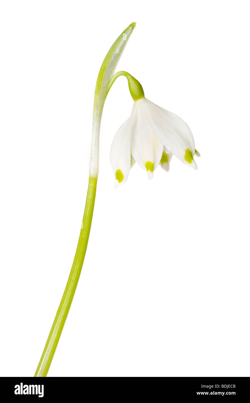 Cut white flower photo white background Cut Out Stock Images & Pictures ...