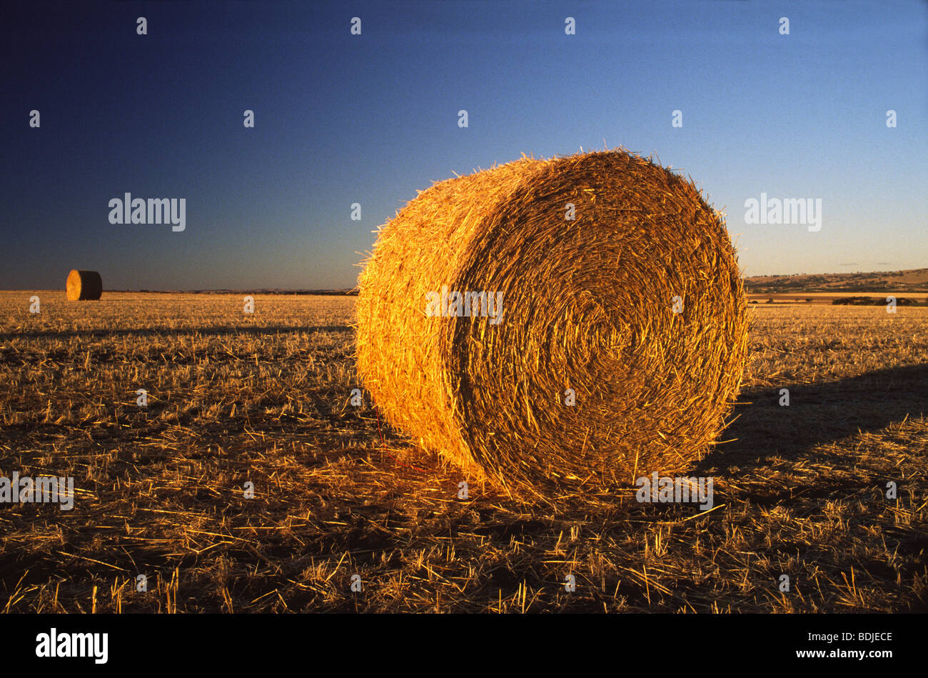 Hay Rolls in Field Stock Photo - Alamy