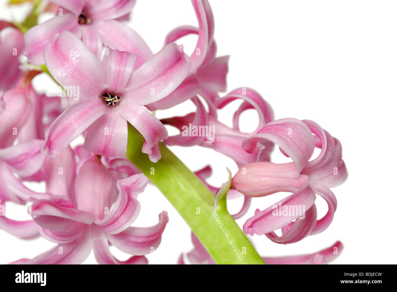 Hyacinth images hi-res stock photography and images - Alamy