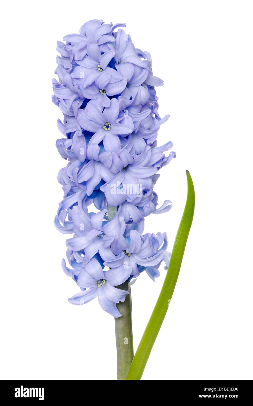 Images of hyacinth hi-res stock photography and images - Alamy