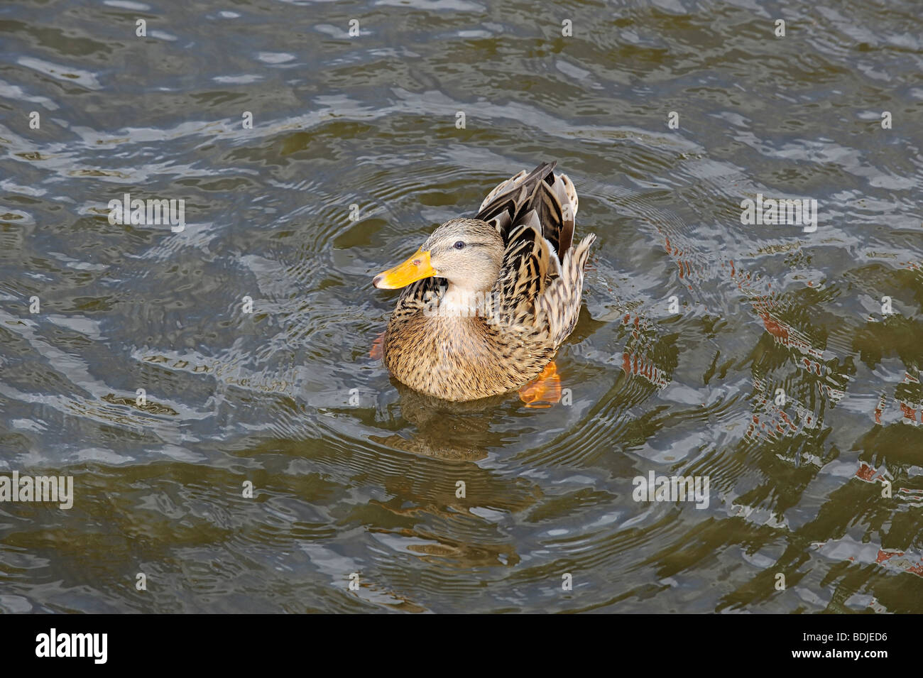 Top view female mallard duck hi-res stock photography and images - Alamy