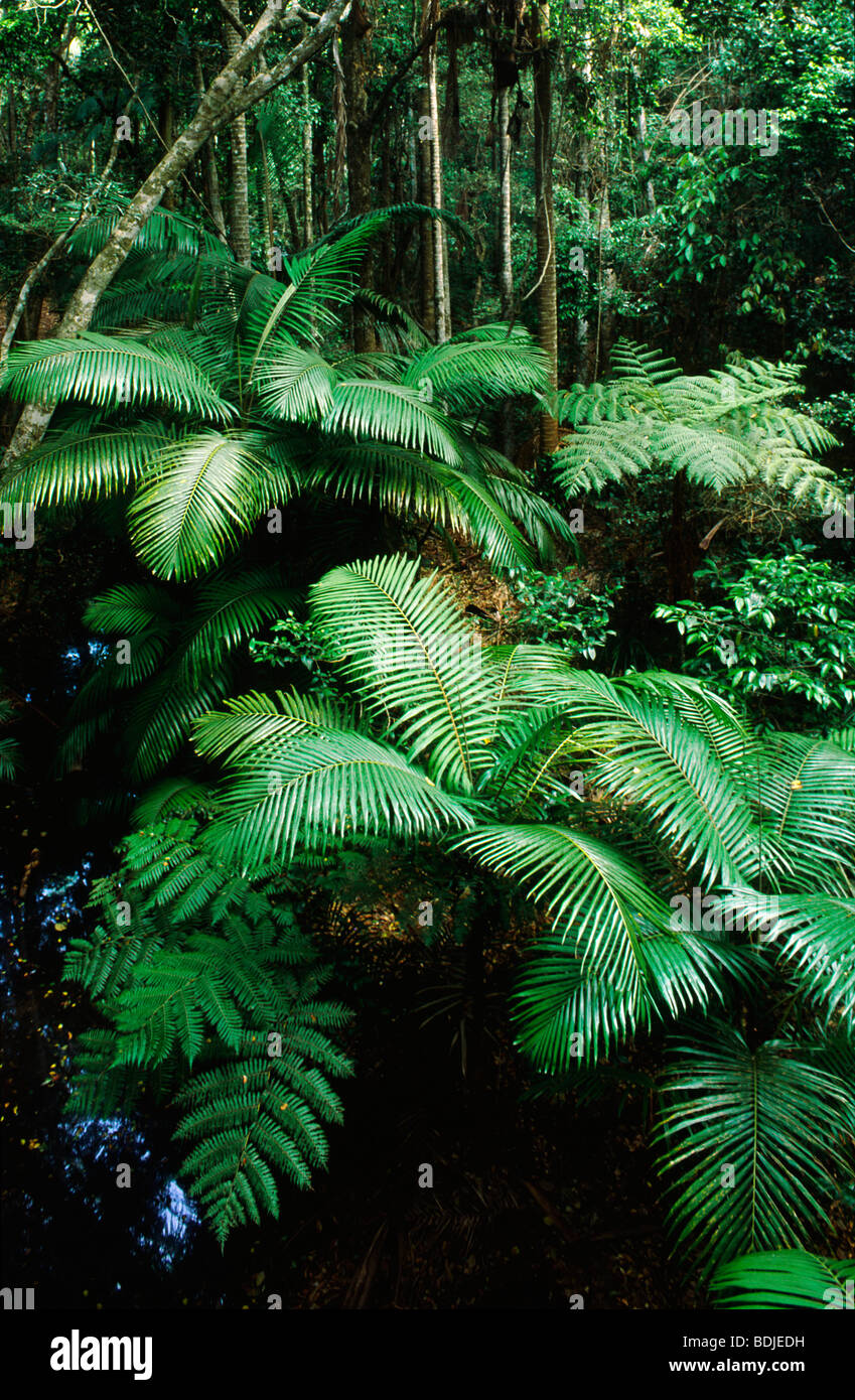 Australian Woodland Plant High Resolution Stock Photography and Images ...