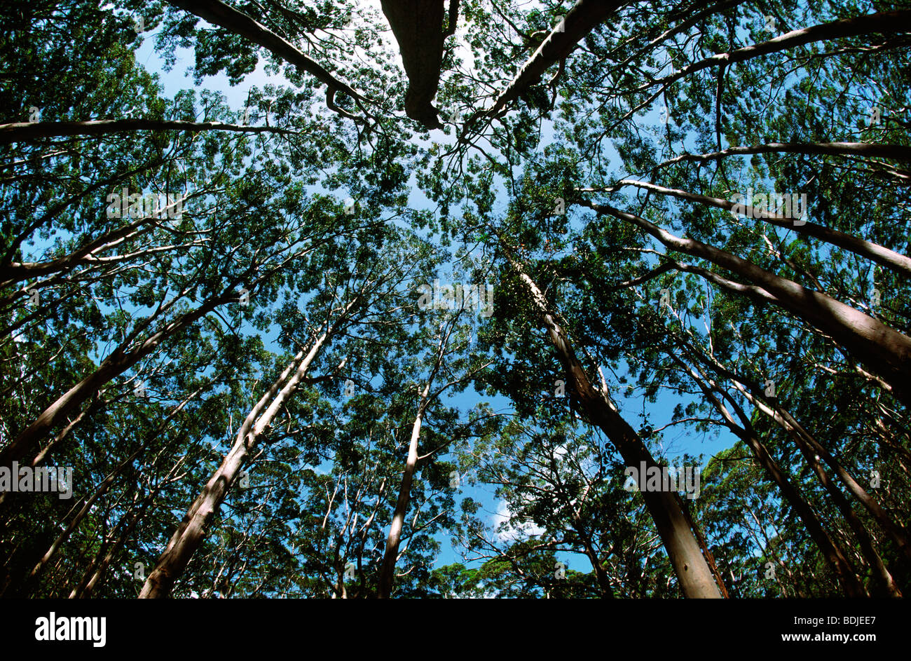 Trees, Forest Canopy Stock Photo - Alamy