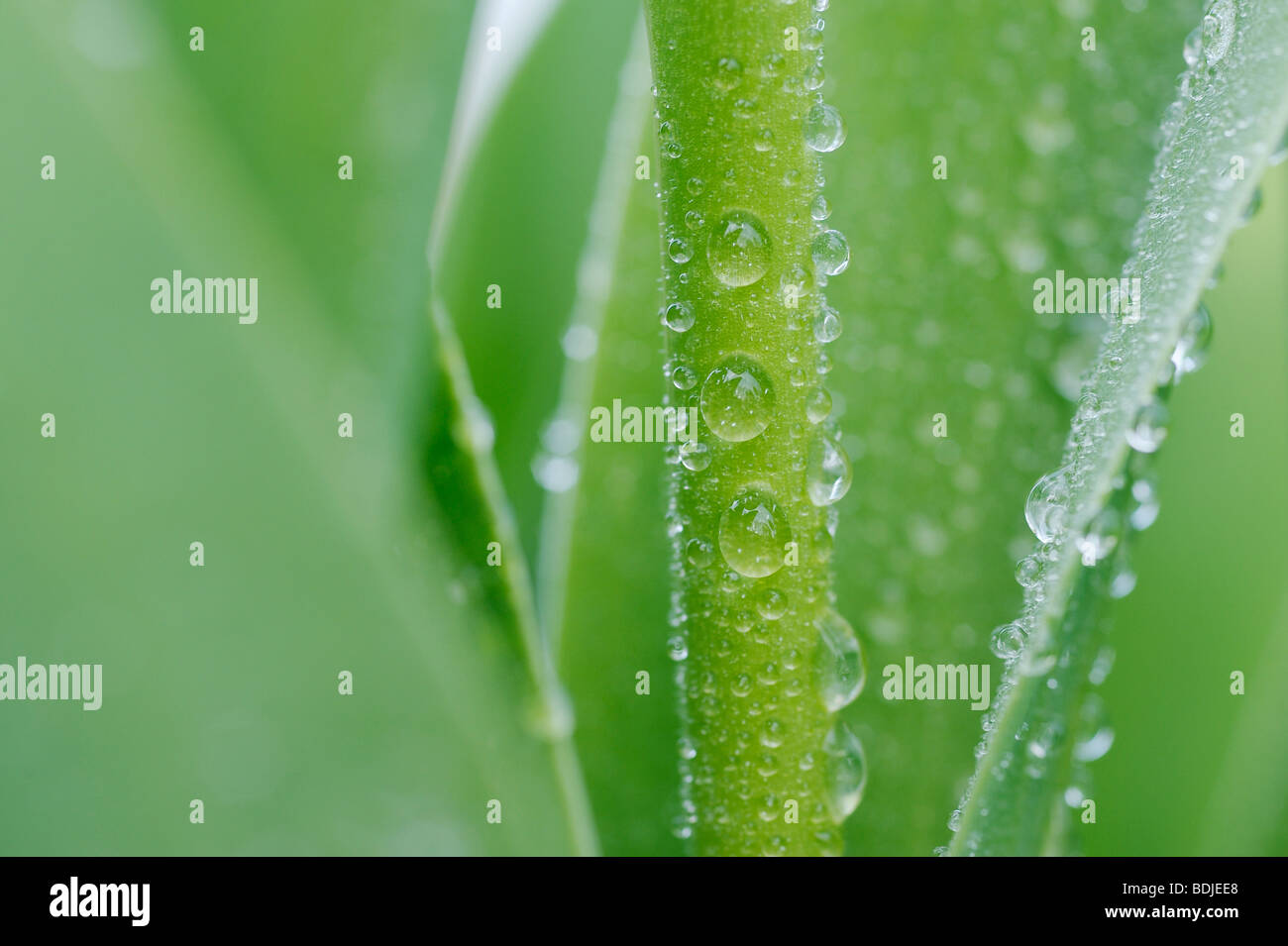 Water Drops on Plant Stock Photo - Alamy