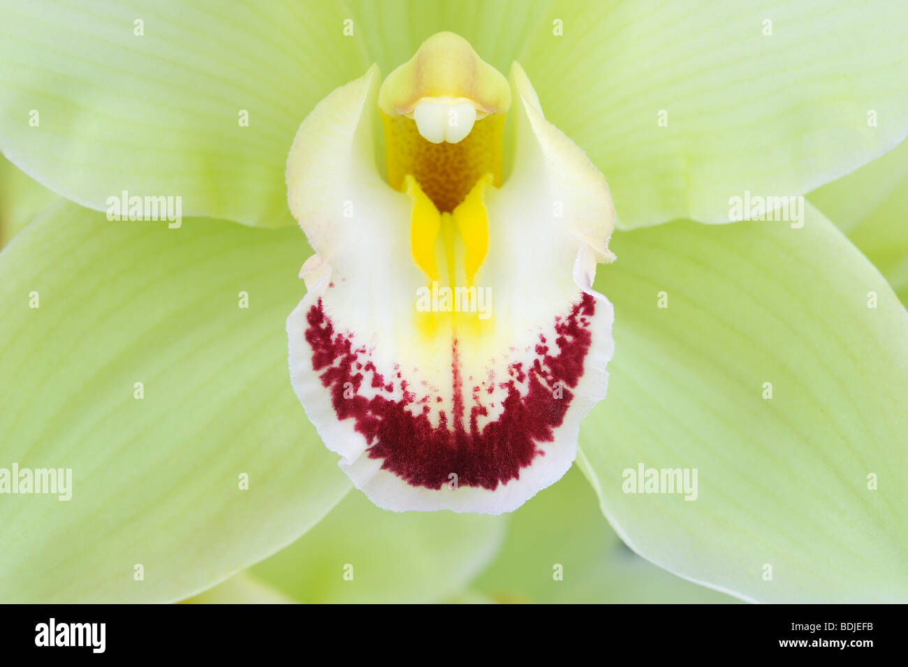 Detailed orchid close up shot hi-res stock photography and images - Alamy