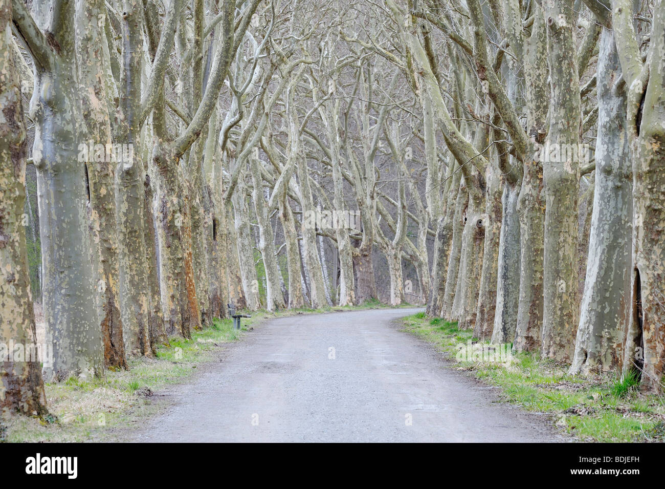 Tree Lined Road, Baden-Wurttemberg, Germany Stock Photo - Alamy