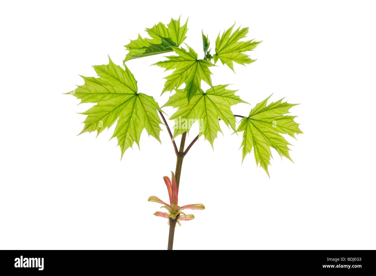 Norway maple leaf people hi-res stock photography and images - Alamy
