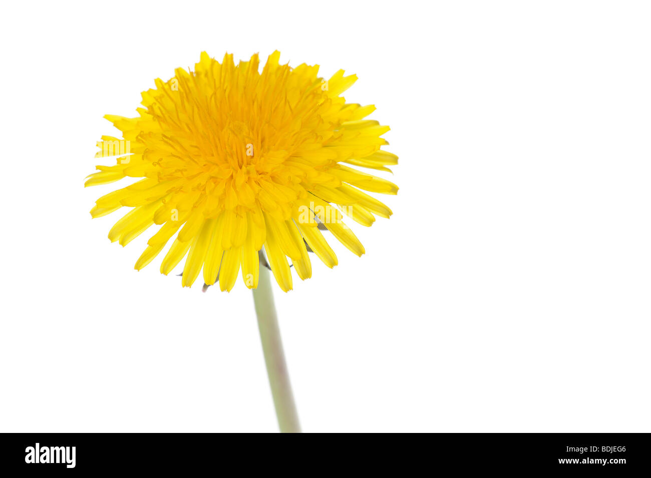 Close up white dandelion blooming Cut Out Stock Images & Pictures - Alamy