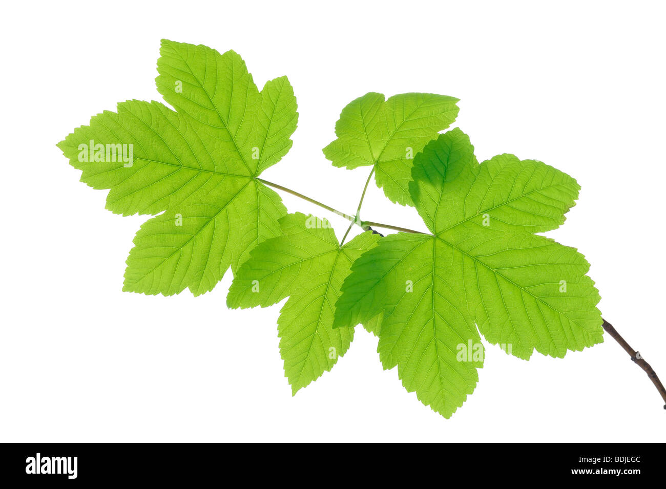 Sycamore Maple Leaves on Branch Stock Photo - Alamy