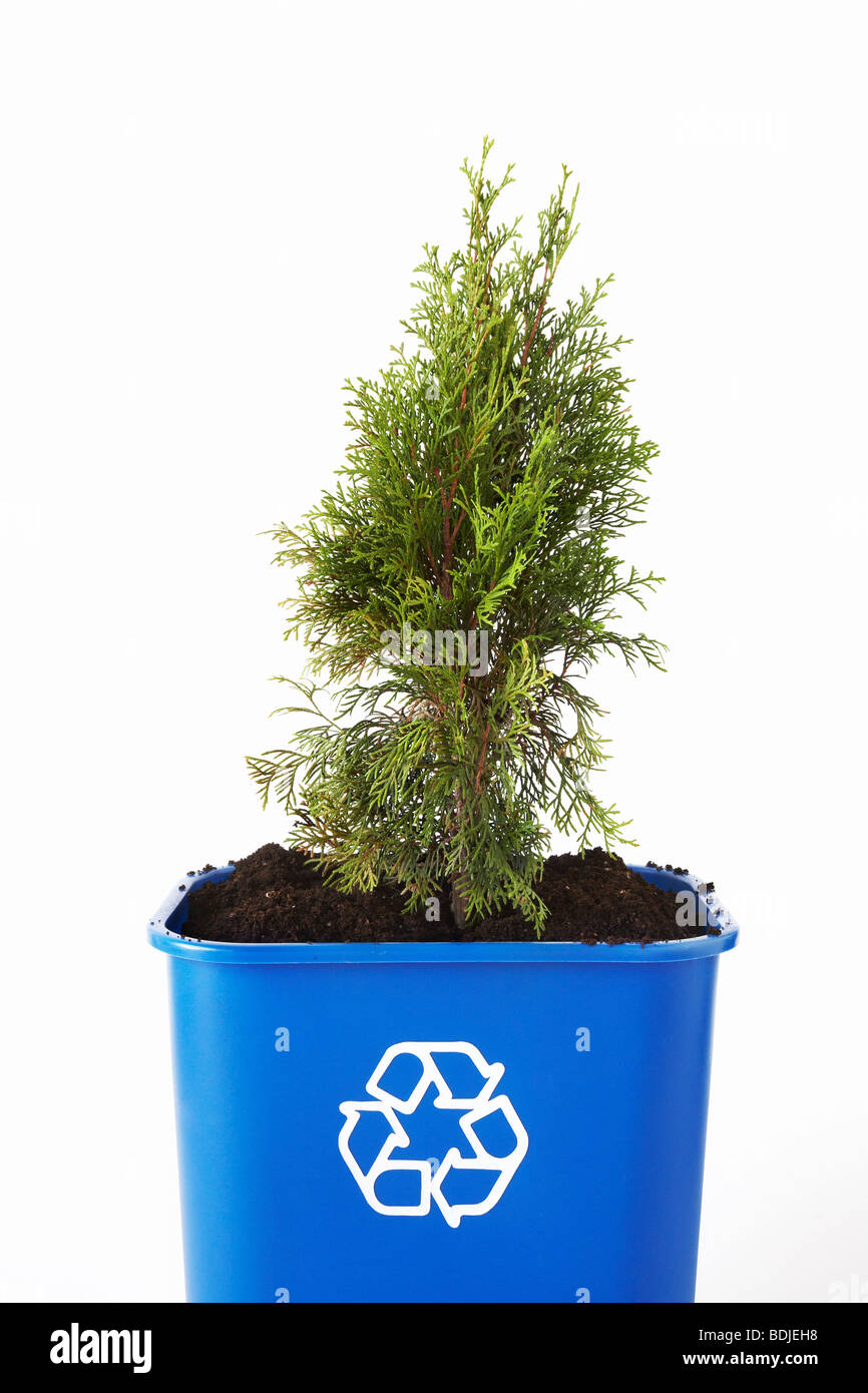 Plant growing in rubbish hi-res stock photography and images - Alamy