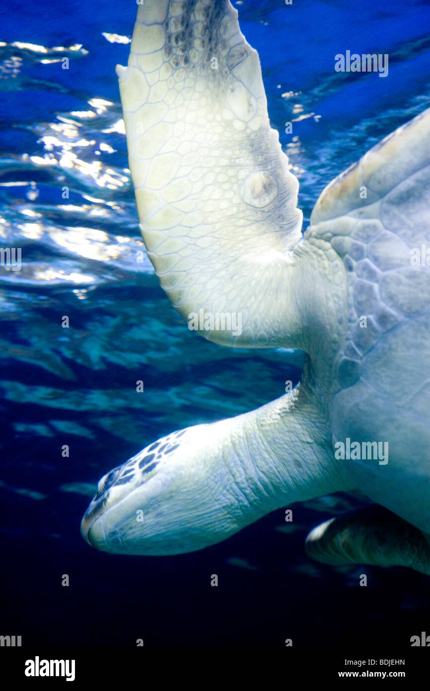 Sea Turtle Swimming Stock Photo - Alamy