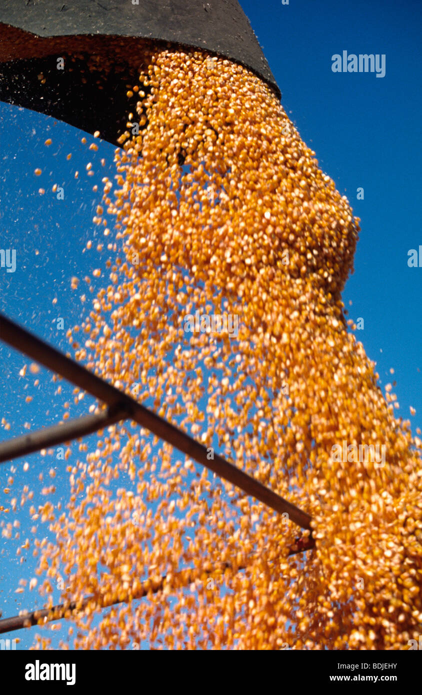 Off loading grain hi-res stock photography and images - Alamy