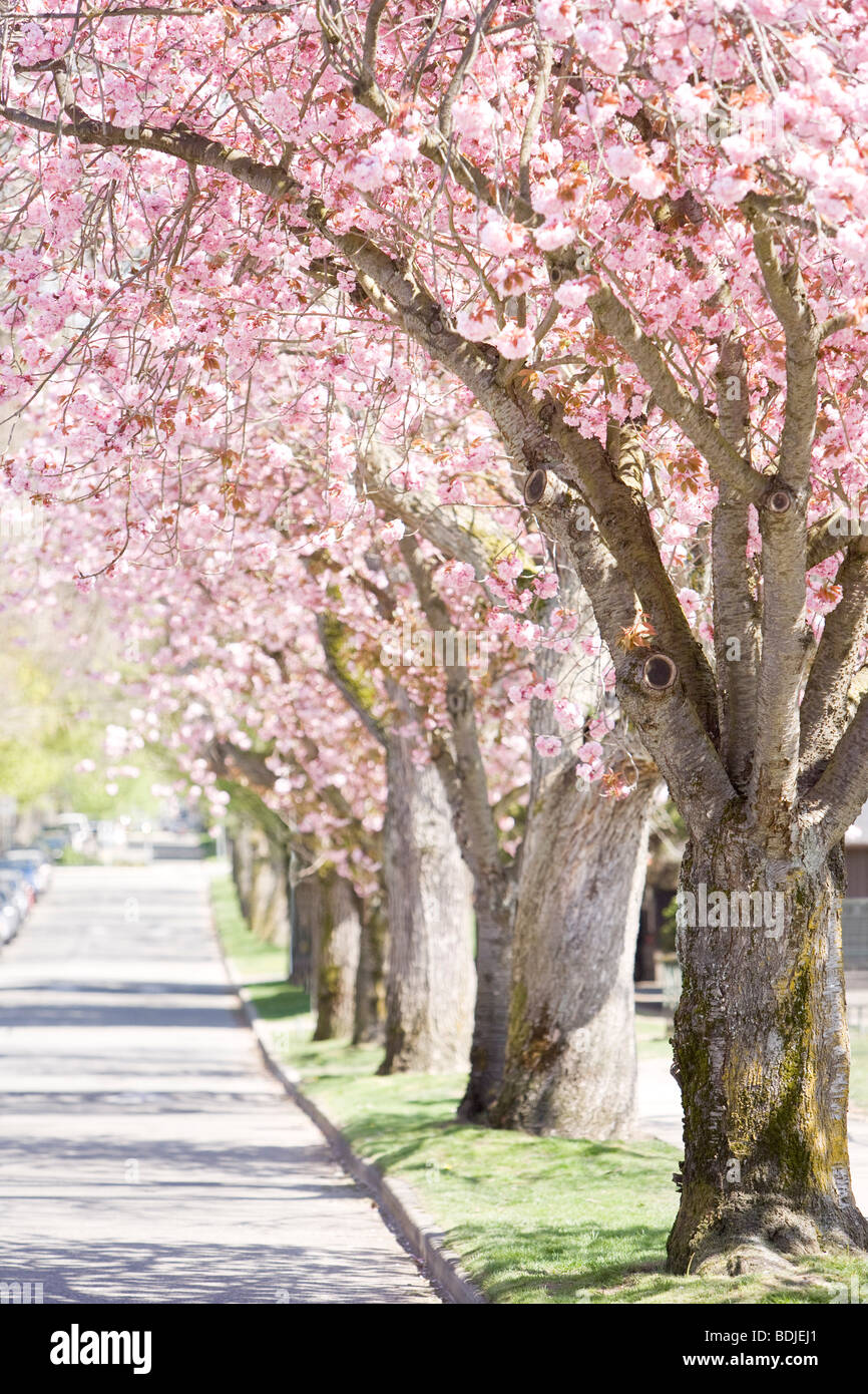 Canadian cherry blossoms hi-res stock photography and images - Alamy